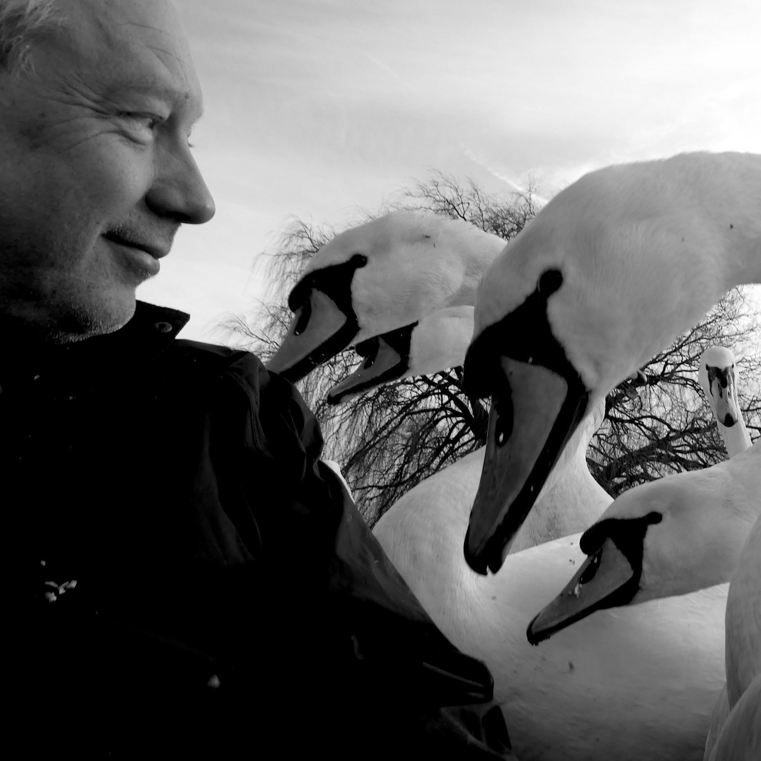 Simon Withers on his year photographing swans... - Showcase - City Arts ...